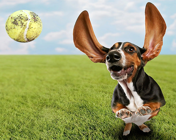 HappyPup.Dog™ | Dog Treats, Dog food, Grooming Tools & More